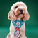 Doggosaurus Rex - Adventure No Pull Harness – The Dog Mom Store.