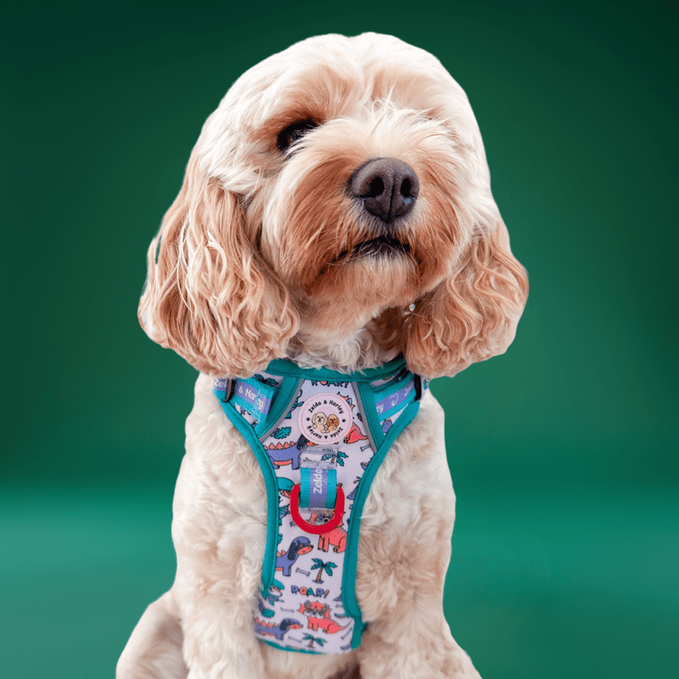 Doggosaurus Rex - Adventure No Pull Harness – The Dog Mom Store.