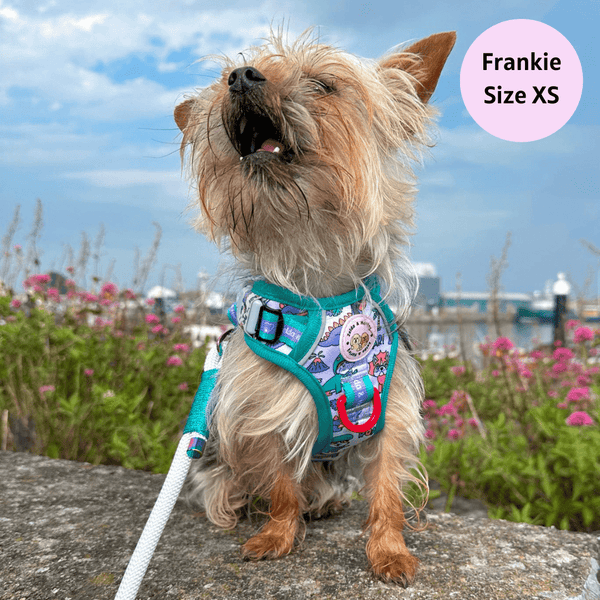 Doggosaurus Rex - Adventure No Pull Harness – The Dog Mom Store.